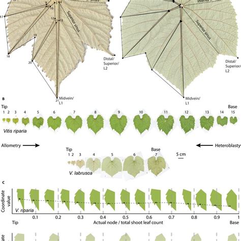 Examples Of Changes In Leaf Traits Between Different Developmental Download Scientific Diagram