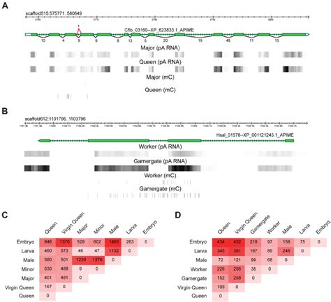 Differentially Methylated Genes A An Example Of A Differentially Download Scientific Diagram