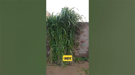 Jwar Khetibadi 🌱 Kisan Jaat Grass Rajveerghorela Viralshort