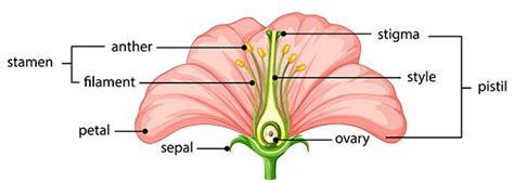 Parts Of Gumamela Plants