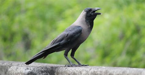 Ravens Of Reason How Smart Are Crows Compared To Other Birds The