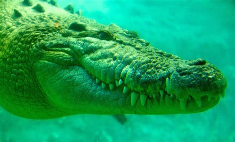 This Giant Crocodile Like Beast Ruled The Caribbean After Dinosaurs