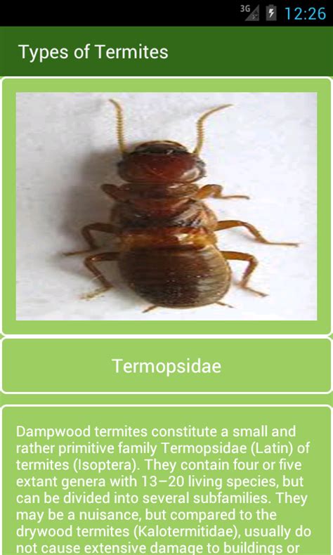 Termopsidae