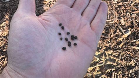 How Are Figs Pollinated 6 Steps Of Fig Pollination Peppers Home