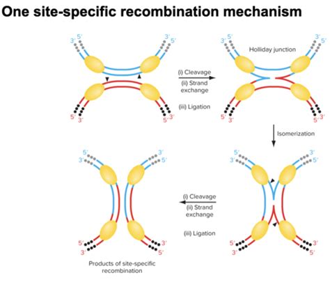 Exam Chapter DNA Structure Replication And Recombination Flashcards Quizlet