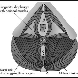 Vaginal Squeeze Pressure Measured With A Vaginal Balloon Connected To A Download Scientific