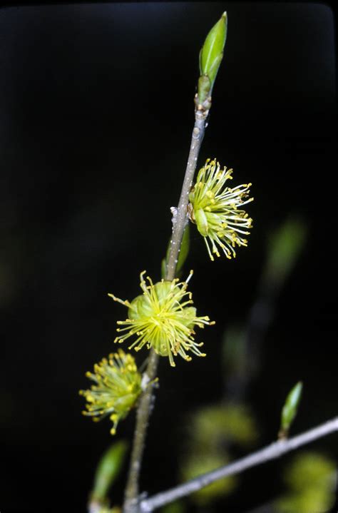 Forestiera Acuminata Oleaceae