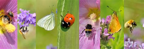 Exploring The World Of Insects Agway Of Cape Cod