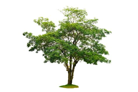 Isolated Trees On Transparent Background PNG File PNG