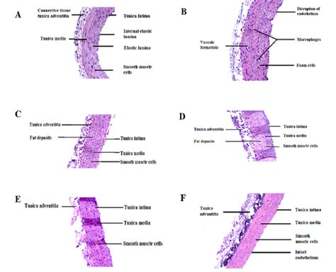 Histopathological Slides Shows Morphology Of A Normal B