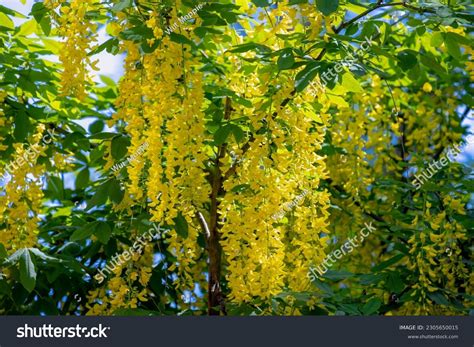 Golden Chain Tree Leaves