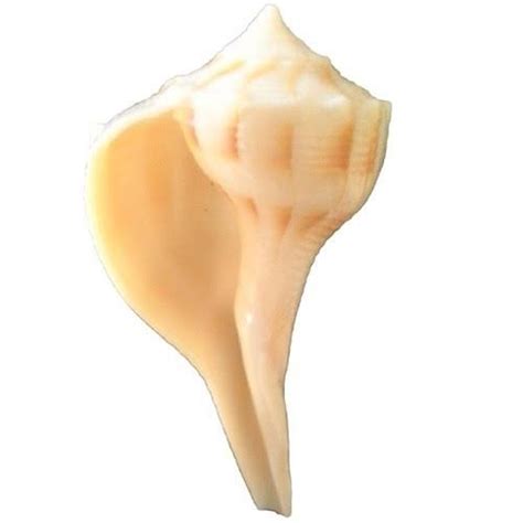 Elegant Right Handed Conch Shank 2 To 3 Inch At Rs 160 Piece In Lucknow Id 6257390697