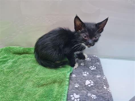 코리안숏헤어 벨리 푸숑특징 고양이특징 랙돌특징 러시안블루특징 먼치킨특징 브리티쉬숏헤어특징 노르웨이숲특징 데본렉스특징 뱅갈특징 샴특징 셀커크렉스특징 스코티쉬폴드특징 스핑크스