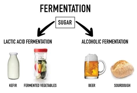 Fermentation Biology Discover The Process Behind This Natural Phenomenon