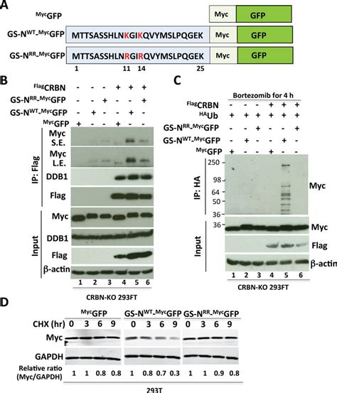 The N Terminal Extension Of Gs Comprises A Sufficient Kxxk Dependent Download Scientific
