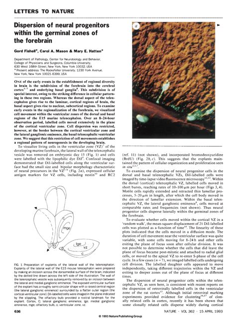 Pdf Dispersion Of Neural Progenitors Within The Germinal Zones Of The Forebrain
