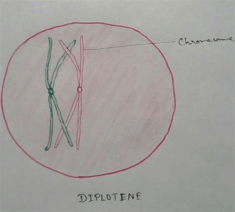 Meiosis I Telophase I Metaphases I Definition Of Leptotene
