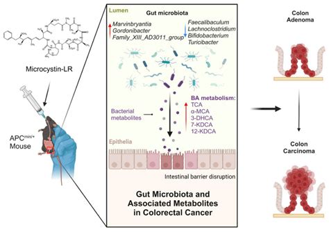 Exposure To Microcystin Lr Promotes Colorectal Cancer Progression By Altering Gut Microbiota And