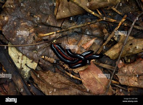 Millipedes Mating Stock Photo Alamy