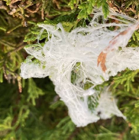 Spider Web Like Substances Found In San Benito County Benitolink