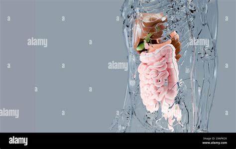 Large Intestine And Bladder Hi Res Stock Photography And Images Alamy