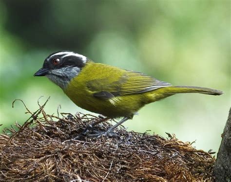 A Weekend Of High And Dry Birding In Costa Rica Costa Rica Living And