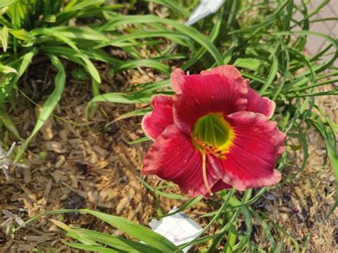 Daylilies Victoria County Master Gardener Association