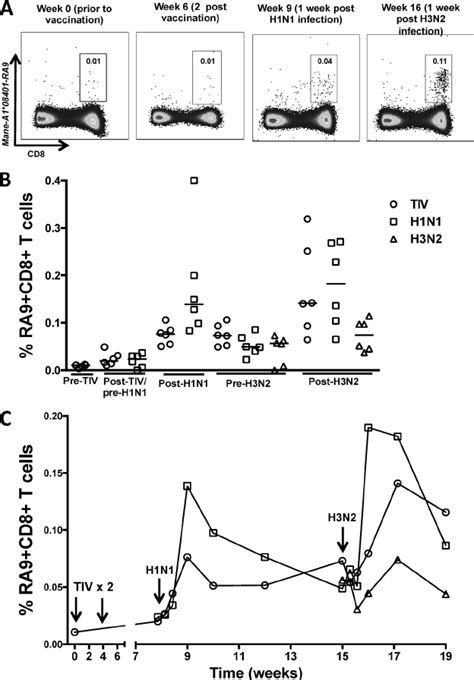 Influenza Virus Specific Cd8 T Cell Responses Over Time Following Tiv Download Scientific