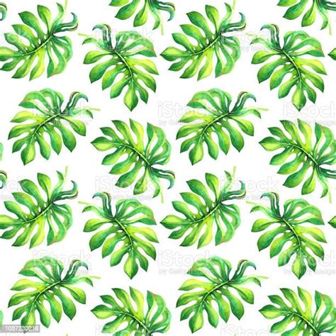 다채로운 수채화 꽃 텍스처입니다 원활한 식물 패턴 녹색 Monstera 나뭇잎에 고립 된 흰색 배경 열 대 꽃 장식 종이 직물 섬유 배너를 배치 0명에 대한 스톡 벡터 아트