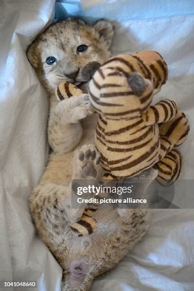 Lion Cub Malor Lies On A Blanket Tyoing With A Tiger Cuddly Toy At News Photo Getty Images