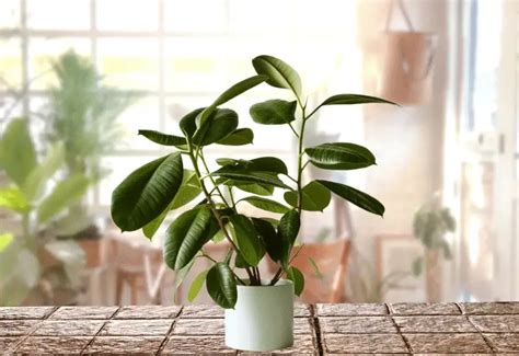 5 Secret Tips For Pruning Your Ficus Tree Ficus Pedia