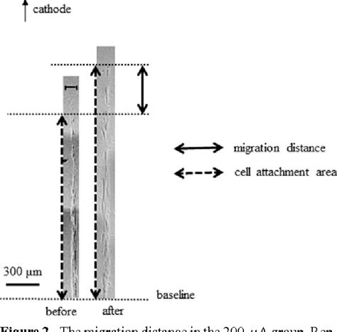 Figure 2 From Monophasic Pulsed 200 μa Current Promotes Galvanotaxis