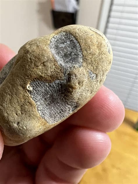 What Kind Of Fossil Could This Be R Fossilid