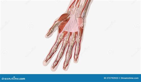 Palmar Aponeurosis