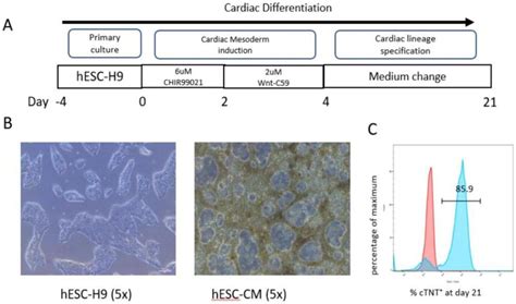 一种体外诱导胚胎干细胞定向分化窦房结样细胞的方法 2