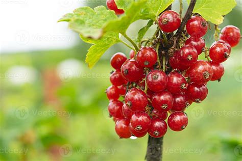 Close Up Ripe Red Currants Ribes Rubrum In Homemade Garden Fresh