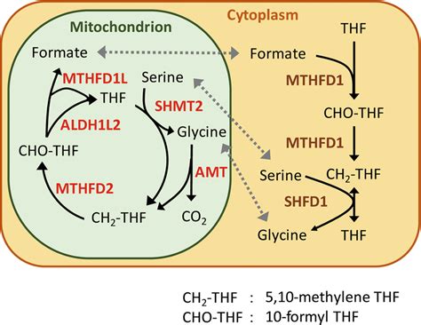 Schematic Diagram Of The Metabolic Cycle Of Thf And The C1 Metabolic Download Scientific