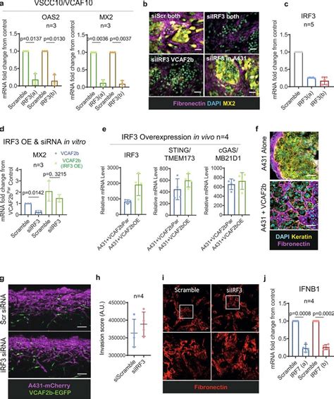 Irf3 Levels Influence Isg Production In Vitro And In Vivo While Not Download Scientific