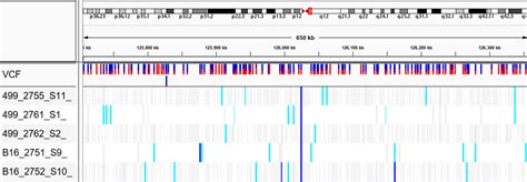 玩转基因组浏览器之vcf文件的可视化 csdn博客