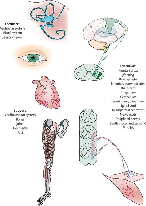 Gait Abnormalities