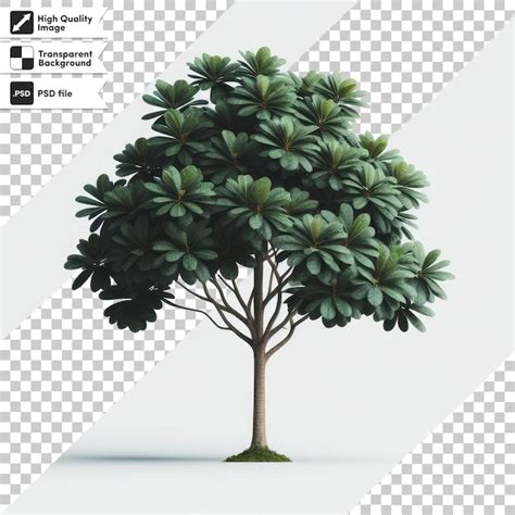 Premium PSD Psd Tree Isolated On Transparent Background