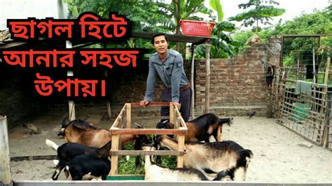 ছাগল হিটে আনার সহজ উপায় Easy Way Of Goat Hit Youtube