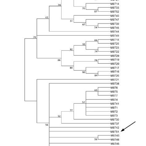 Figure Neighbor Joining Tree Of Coxiella Burnetii Genotypes Determined