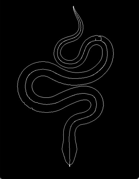 Image Processing Determine Thickness Head And Tail Of A Snake In OpenCV C Stack Overflow