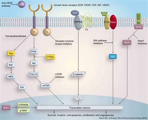 Stem Cell Related Signaling Pathways And Biological Responses Boc
