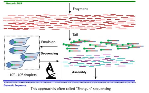 Bioinformatics Flashcards Quizlet