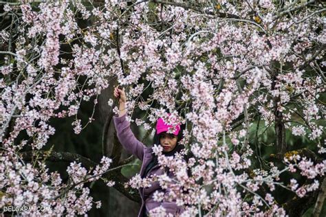 80 عکس جذاب و باکیفیت شکوفه بادام بهاری