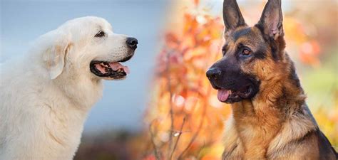 Pyrenean Mountain Dog Mix