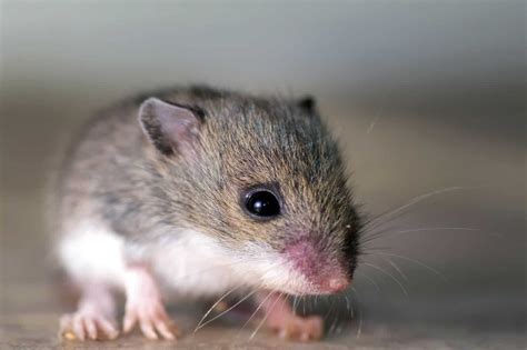 New Gene Editing Technology Creates Single Sex Mice