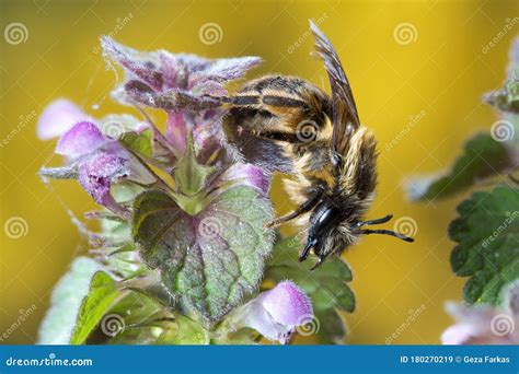 Great Pollinator Mining Bee Andrenidae Speaces Stock Image Image Of